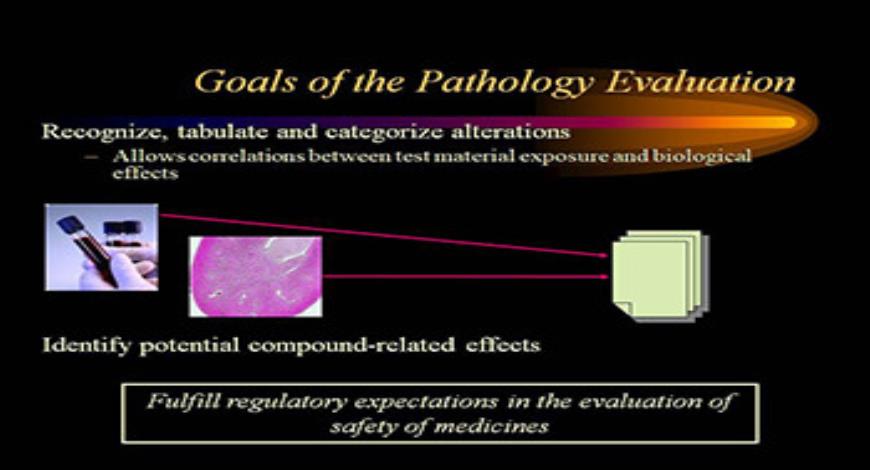 Download Free Medical The Role of Pathology in Drug Safety Evaluation ...