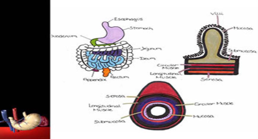 Download Free Medical Digestive System-Animal PowerPoint Presentation