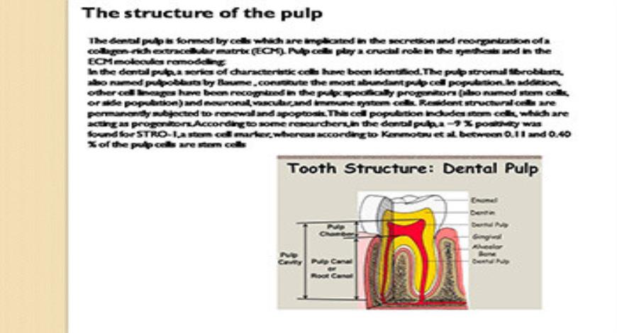 Download Free Medical The structure of the dentin-pulp complex ...
