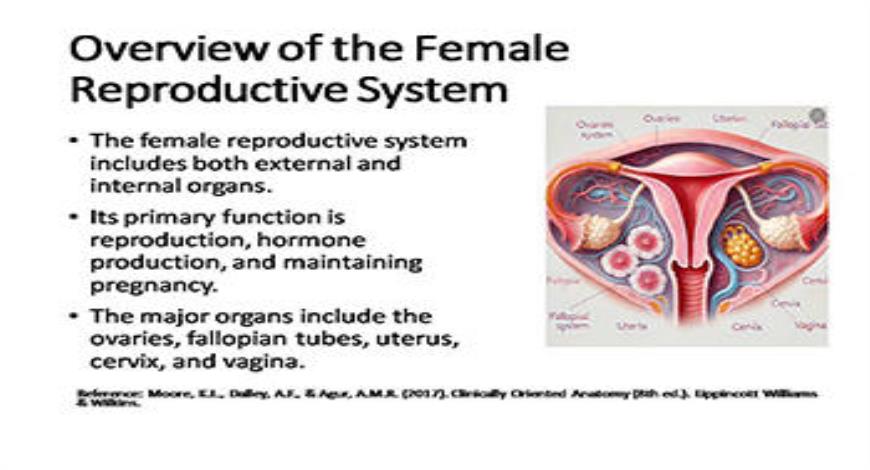 Download Free Medical Female Reproductive Anatomy and Physiology: A ...