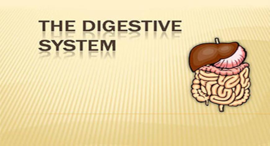 Download Free Medical Body Digestive System PowerPoint Presentation