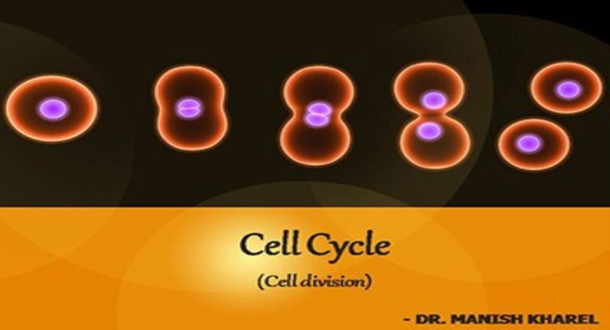 Download Free Medical Cell Cycle Cell Division PowerPoint Presentation