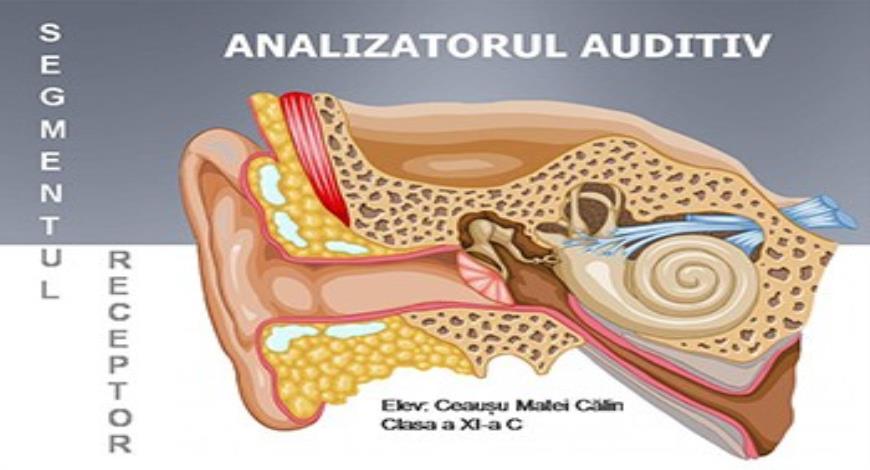 Download Free Medical Analizatorul Auditiv PowerPoint Presentation