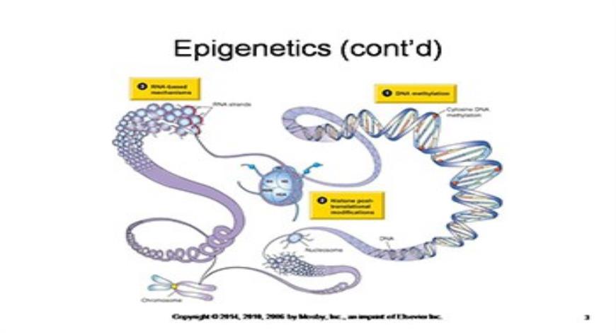 Epigenetics Ppt PPT – Diet And Epigenetics PowerPoint Presentation