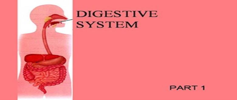 Download Free Medical THE DIGESTIVE SYSTEM PowerPoint Presentation